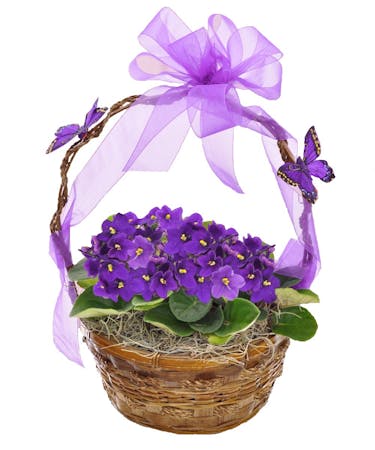 Flowering & Blooming Plants | Phoenix & Scottsdale Same Day Delivery